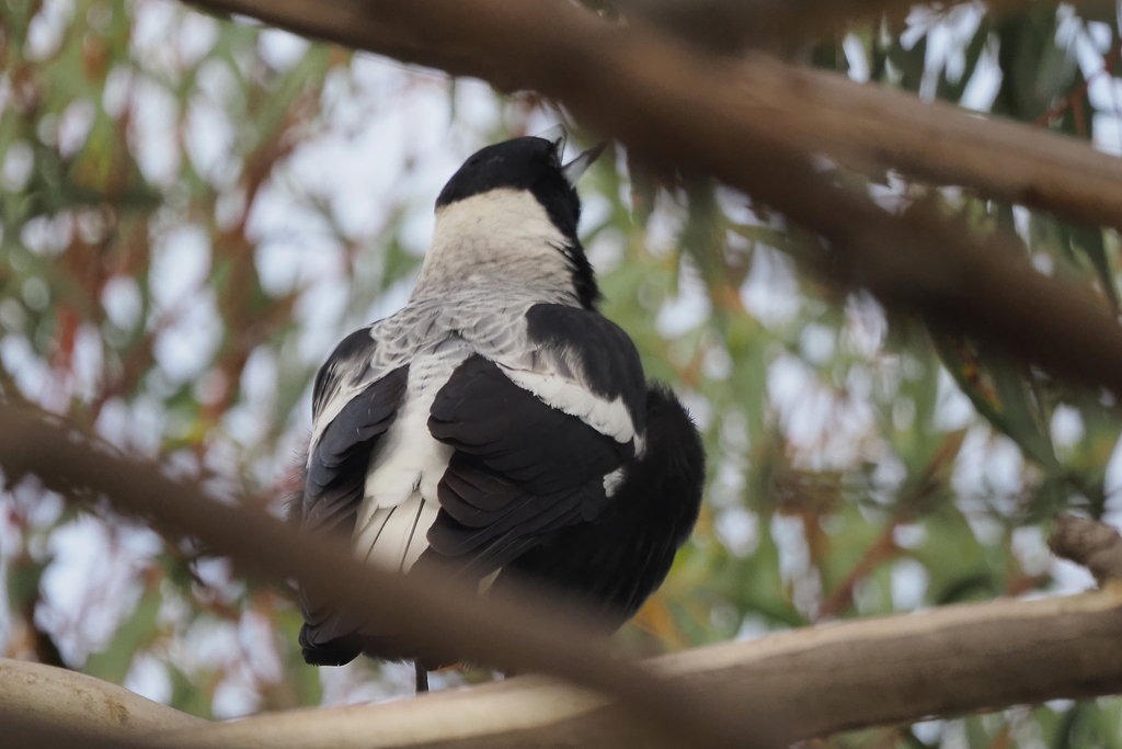 Australian Magpie from Murray Park, Murray Bridge SA 5253, Australia on ...