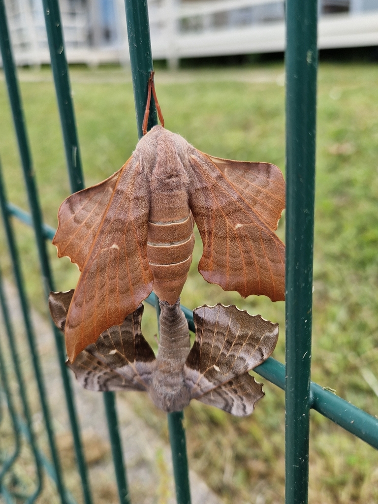 Poplar Hawkmoth from 37017 Lazise VR, Italia on May 5, 2024 at 01:51 PM ...