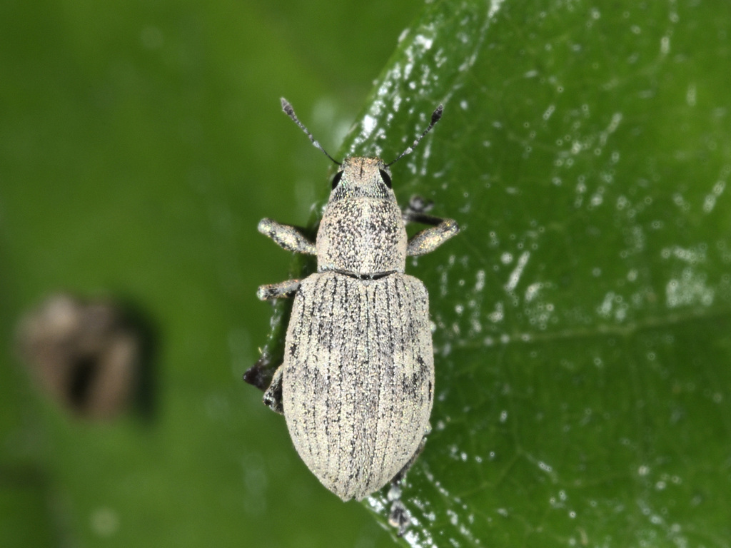 Eugnathus distinctus from 台灣臺北 on May 5, 2024 at 03:04 PM by Formosa ...