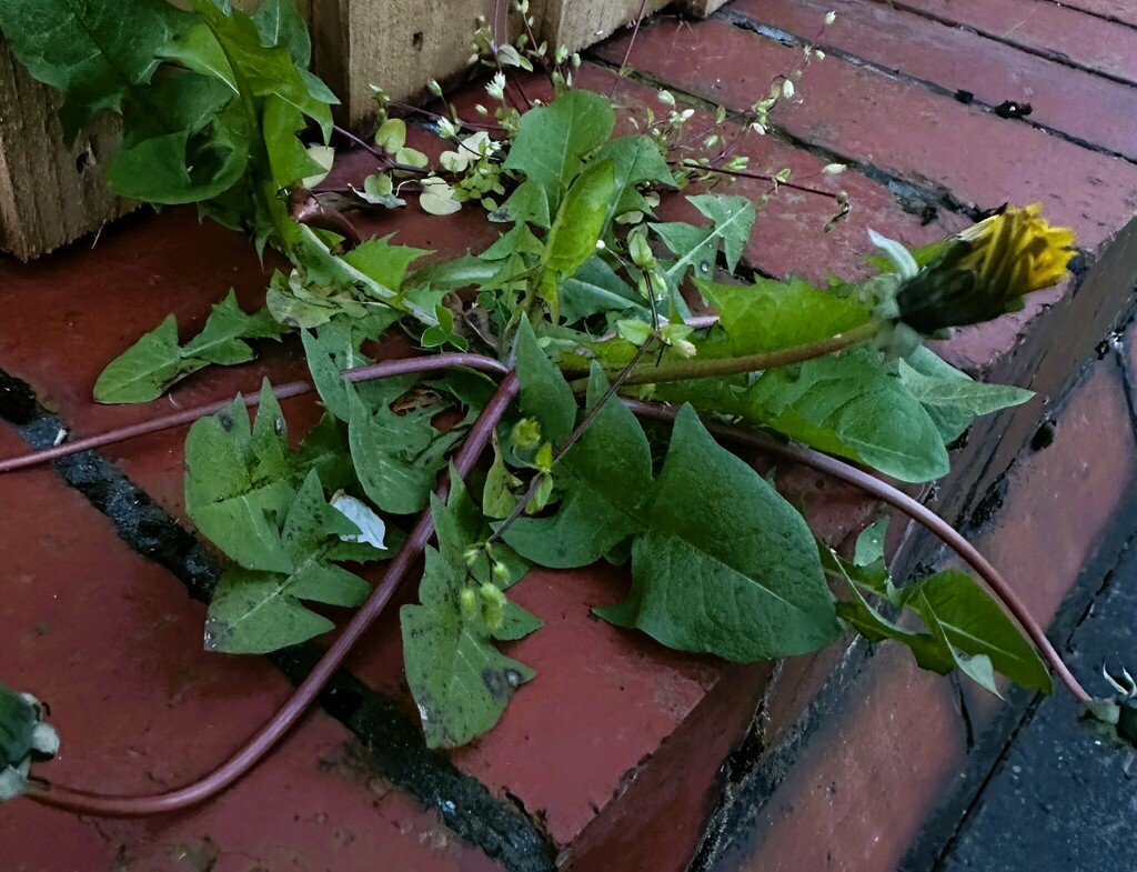 common dandelions from Waterloo, UK on April 26, 2024 at 05:47 AM by ...