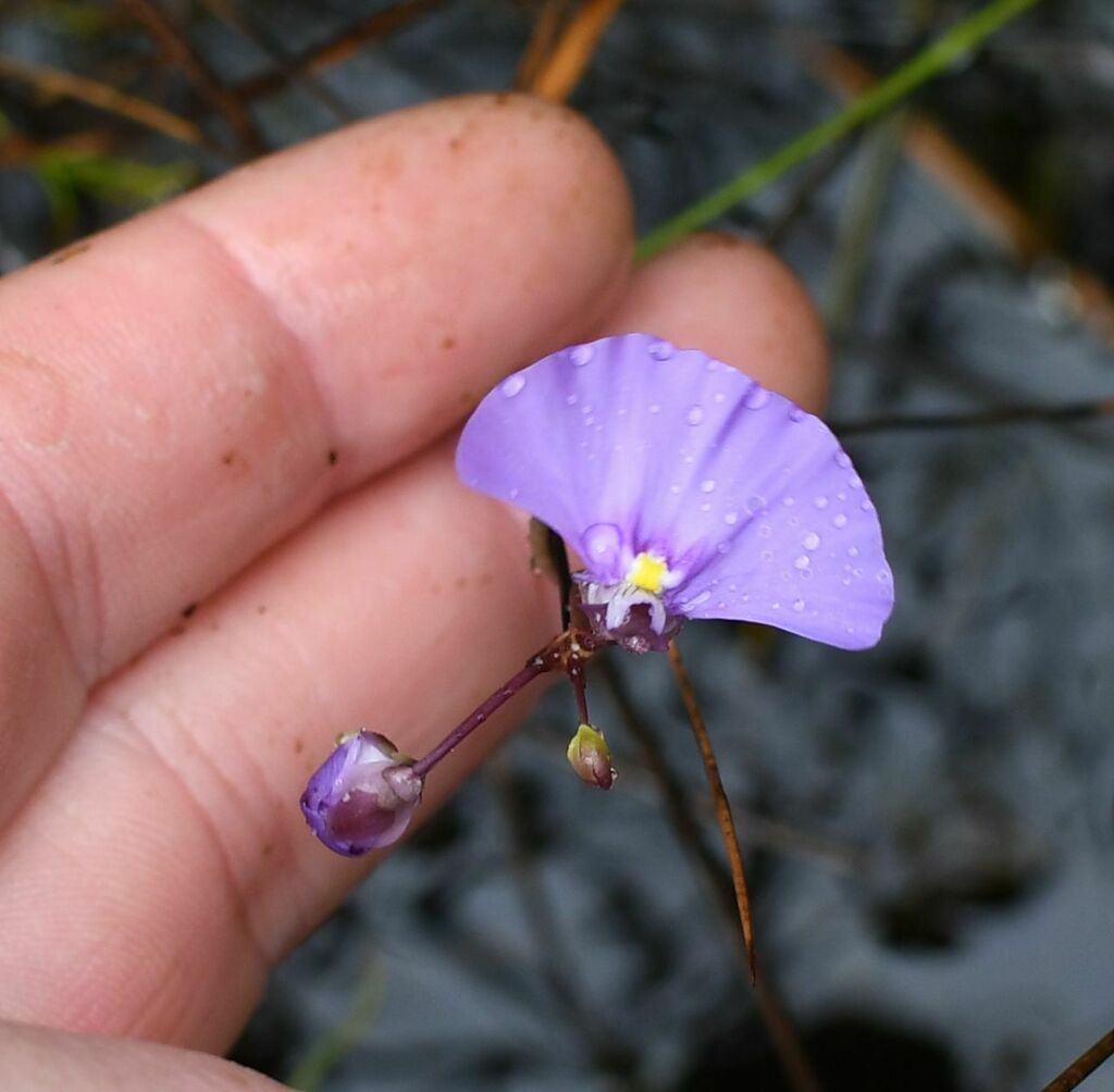 Utricularia volubilis from Torndirrup WA 6330, Australia on May 4, 2024 ...