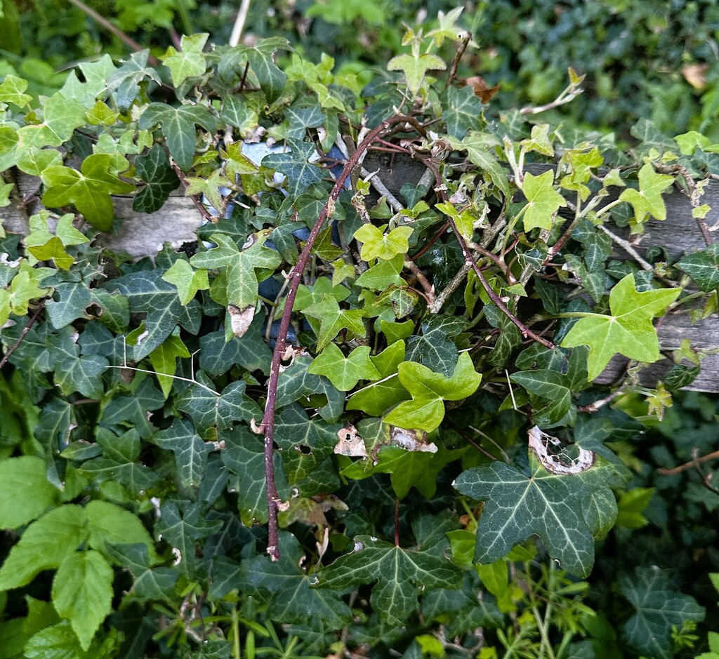 common ivy from Hightown, Liverpool, UK on April 26, 2024 at 06:20 AM ...