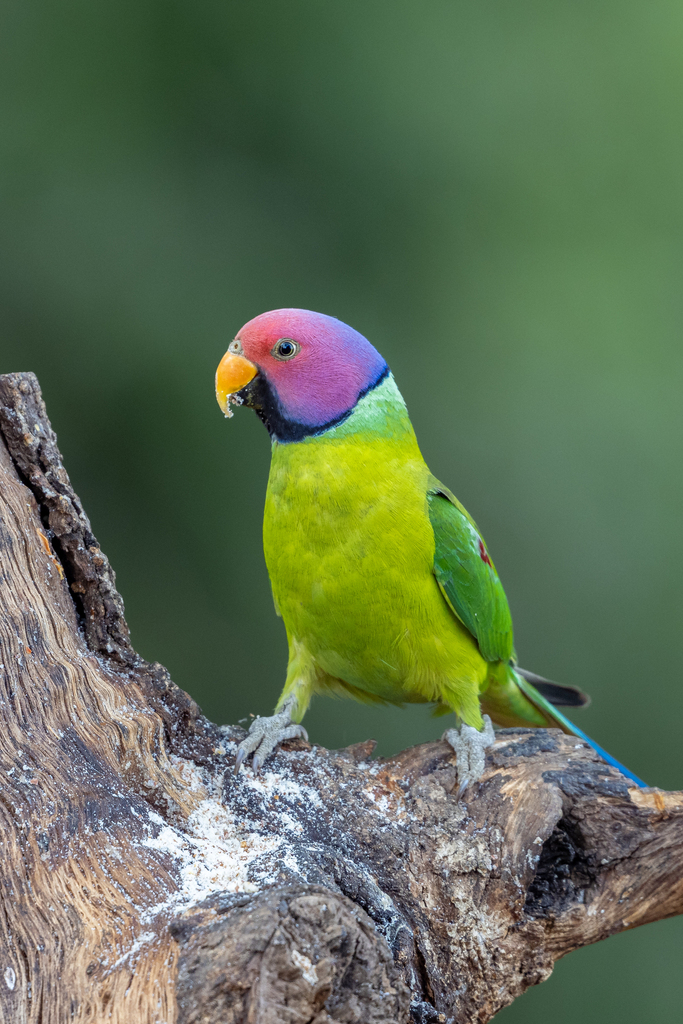 Long-tailed Parrots and allies (Psittaculinae) - Avian Discovery