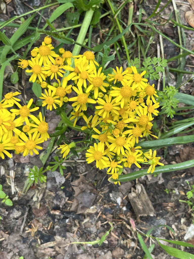 Butterweed from Foristell, MO, US on April 26, 2024 at 10:44 AM by ...