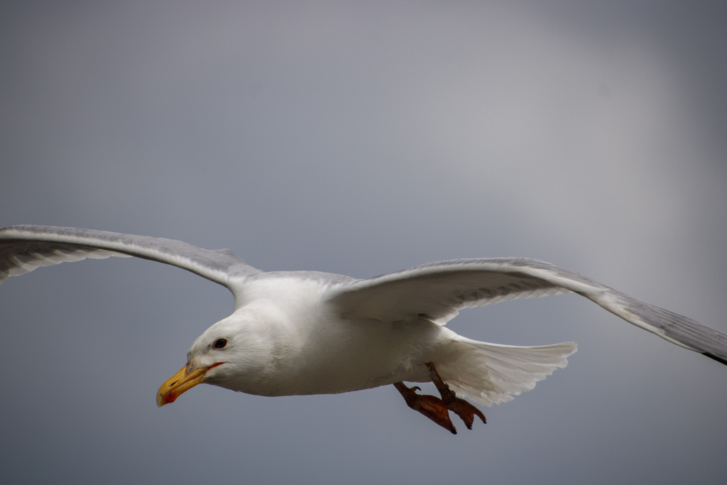 Large White-headed Gulls from Западный административный округ, Москва ...