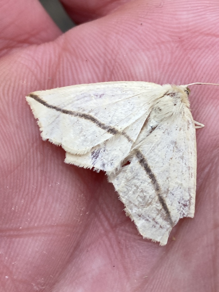 Yellow Slant-line from Nolo Rd, Penn Run, PA, US on May 4, 2024 at 09: ...