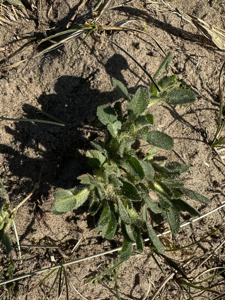 common restharrow from Hightown, Liverpool, UK on April 26, 2024 at 09: ...