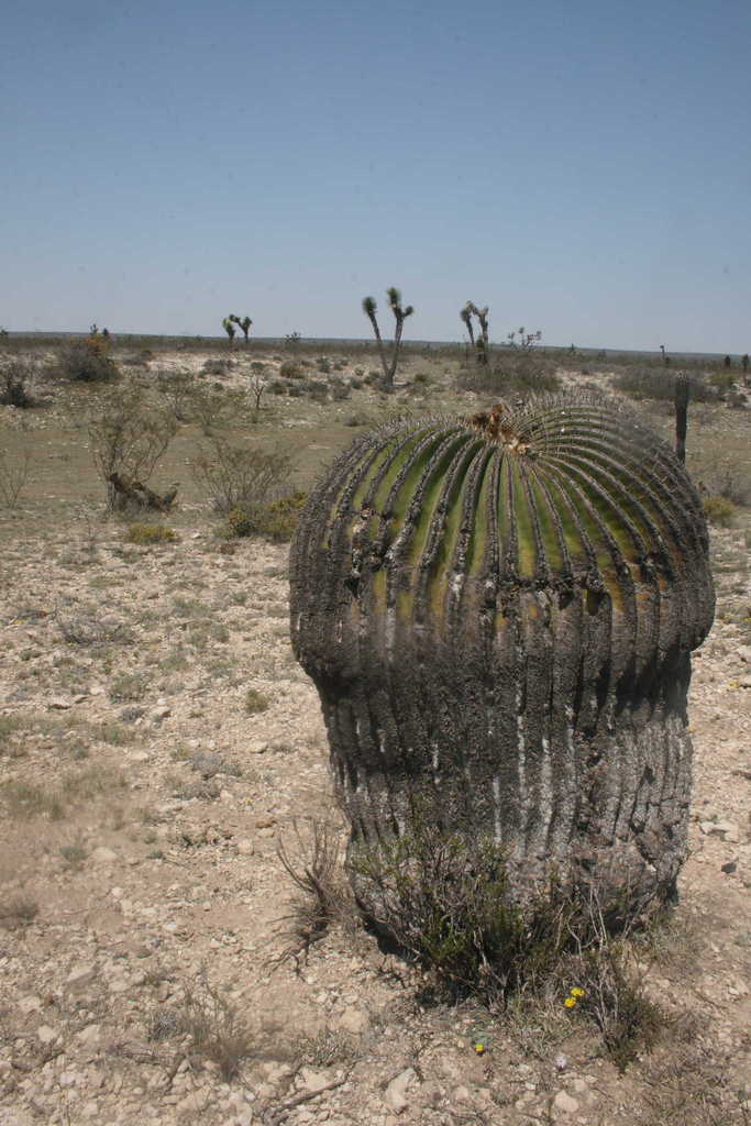 Candy Barrel Cactus in April 2010 by Juan Cruzado Cortés · iNaturalist