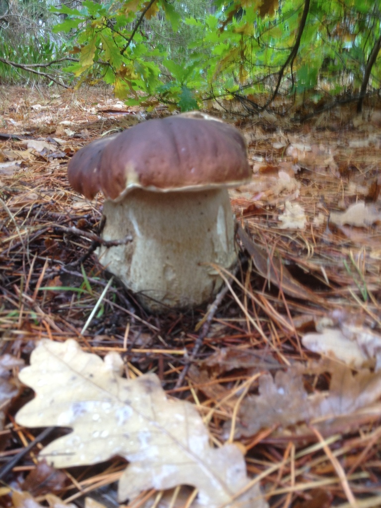 King Bolete in May 2019 by Ralph Foster · iNaturalist
