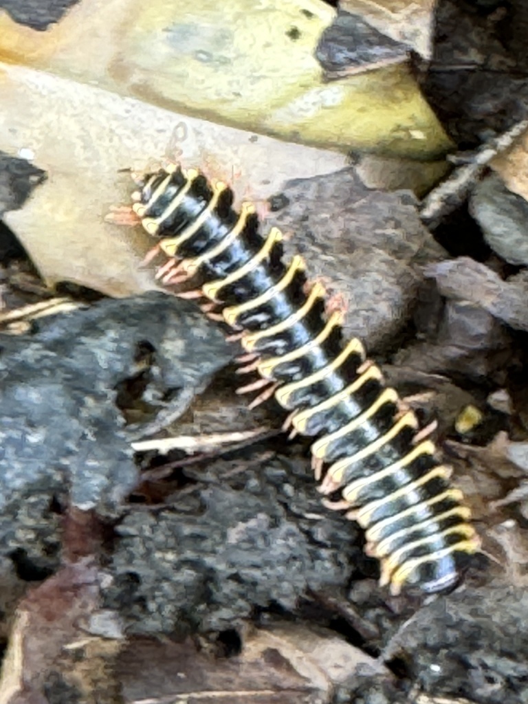 Black-and-gold Flat Millipede from Brown St, Clendenin, WV, US on May 5 ...