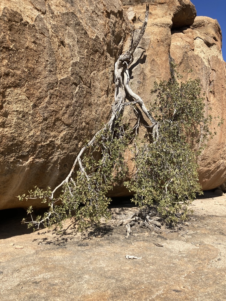 Shepherds tree from Erongo, NA on April 30, 2024 at 10:47 AM by bhcw ...