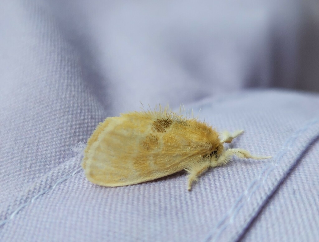 Taiwan yellow tussock moth from 台灣臺北 on May 4, 2024 at 09:36 AM by 胡正恆 ...