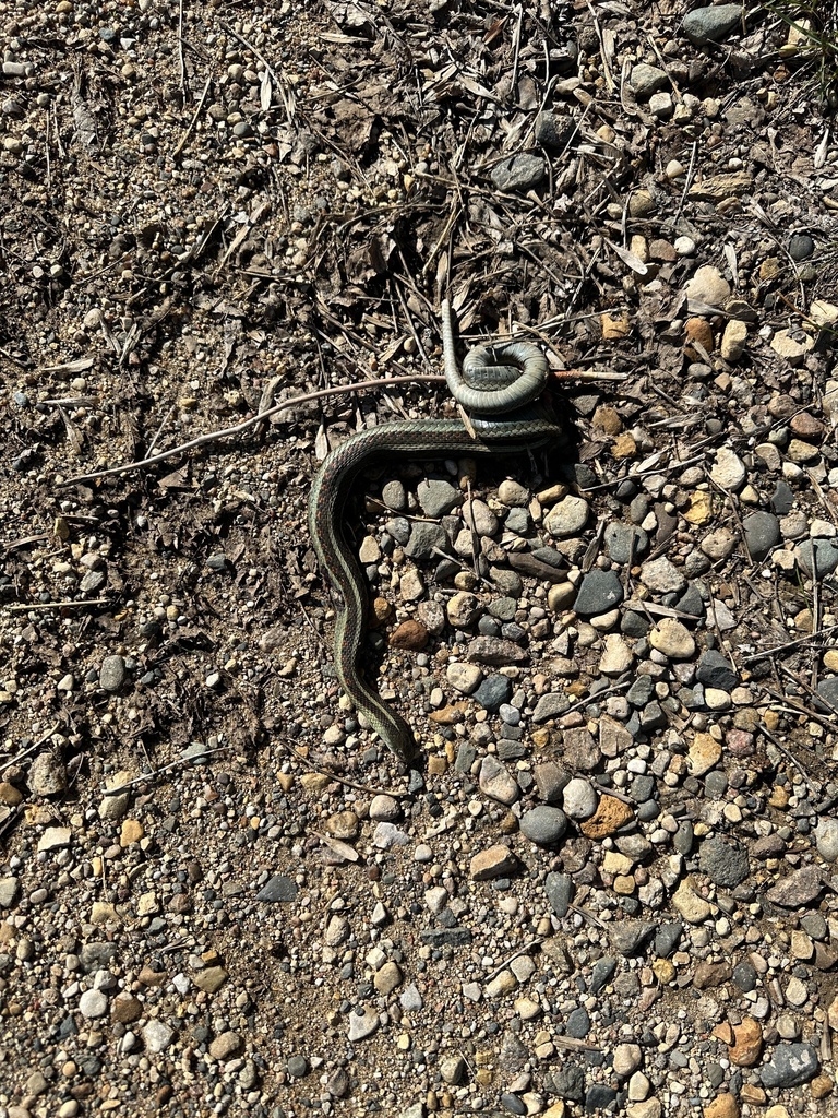 Common Garter Snake from Camden State Park, Lynd, MN, US on May 5, 2024 ...