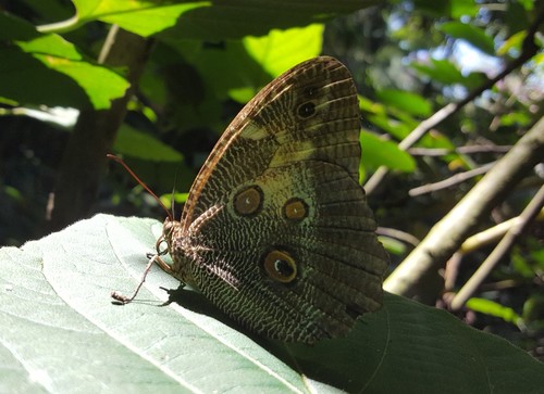 Subespecies Dasyophthalma creusa creusa · iNaturalist Mexico