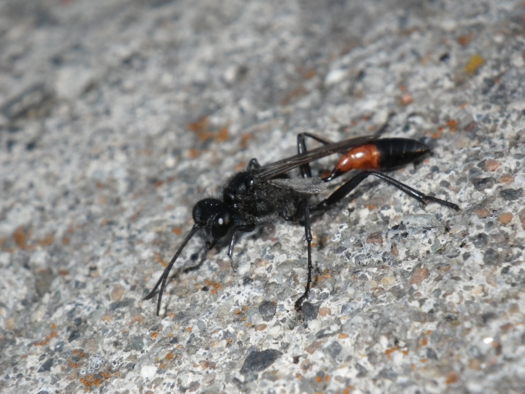 Cutworm Wasps from Spokane County, US-WA, US on July 8, 2014 at 08:07 ...
