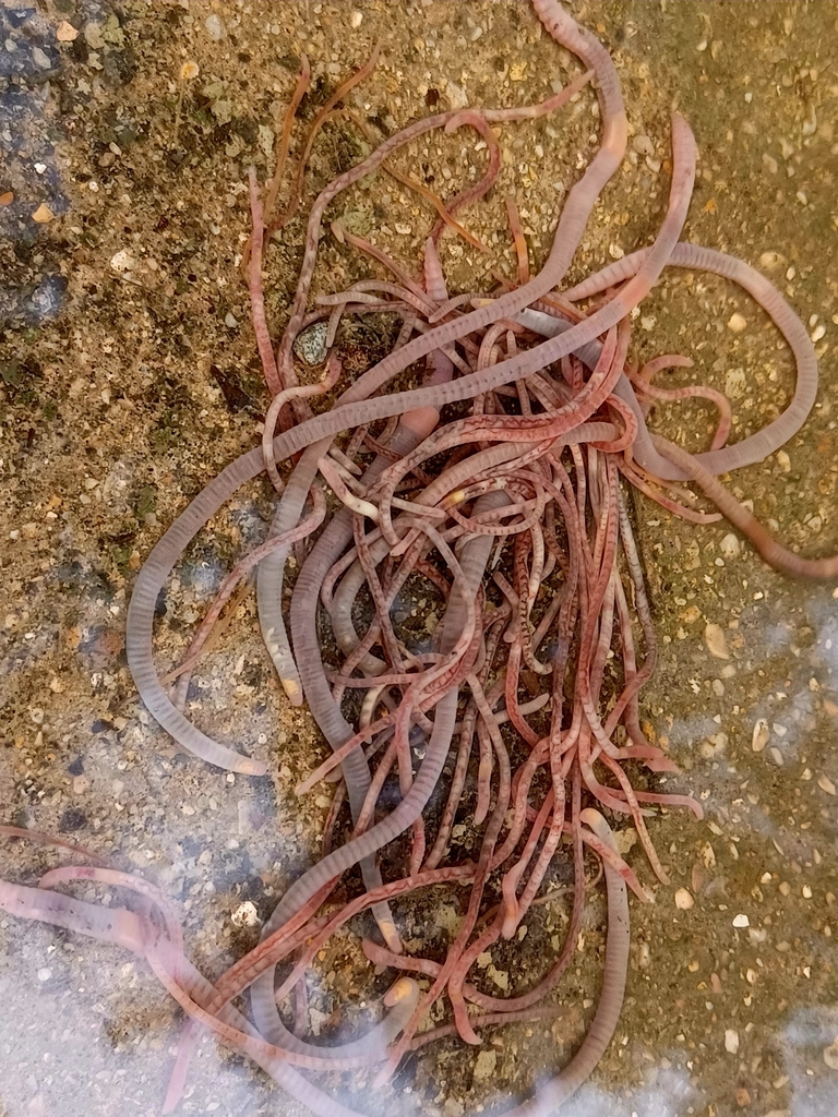 Earthworms and Allies from Tarrant County, US-TX, US on May 5, 2024 at ...