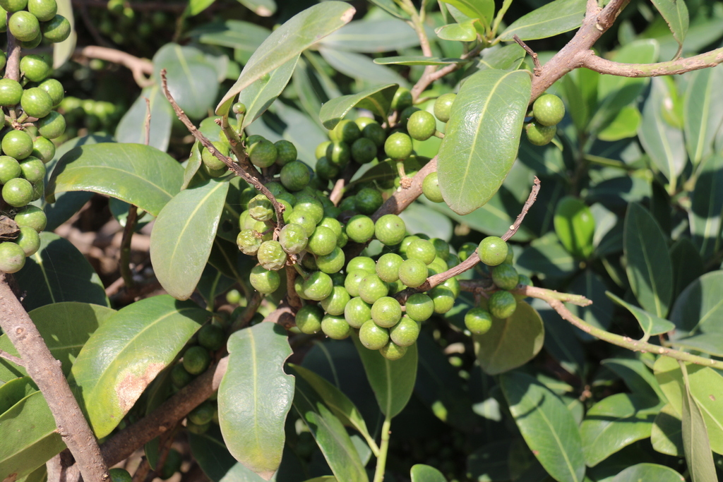 white milkwood from Beachwood, Durban North, 4051, South Africa on ...