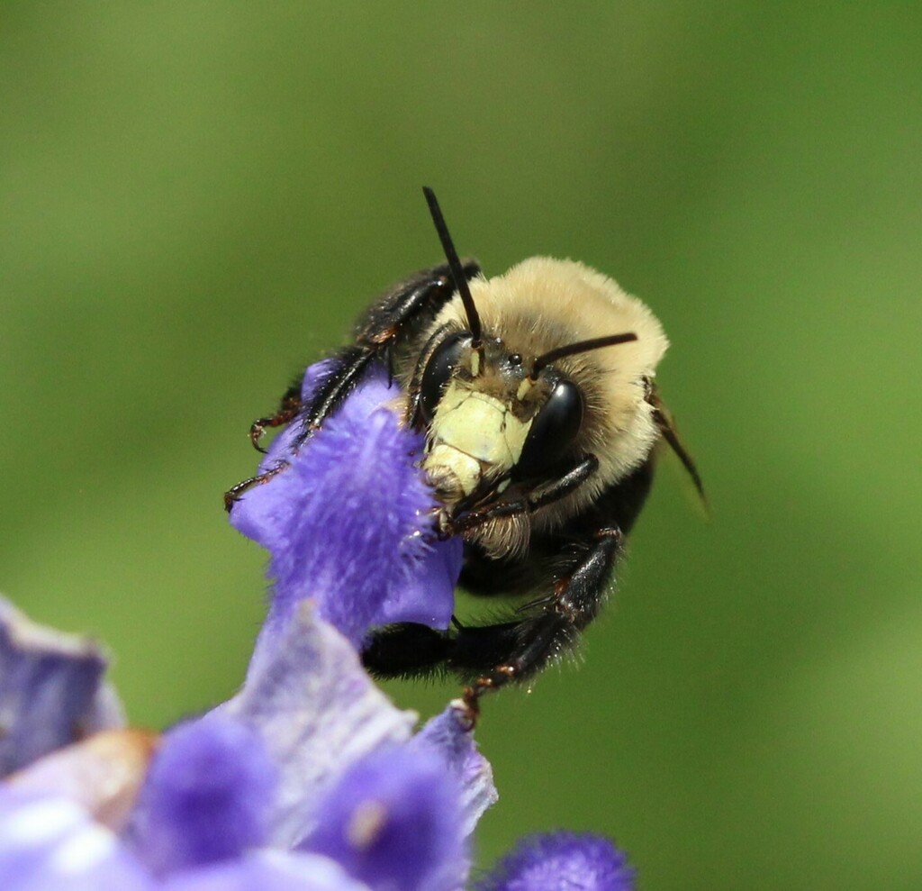 Abrupt Digger Bee from Athens, TX, USA on April 29, 2024 at 12:36 PM by ...