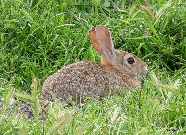 Brush Rabbit (Sylvilagus bachmani) - Know Your Mammals