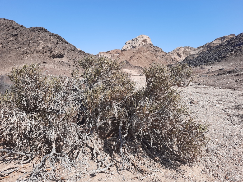 Pencil bush from Erongo Region, Namibia on May 5, 2024 at 11:00 AM by ...