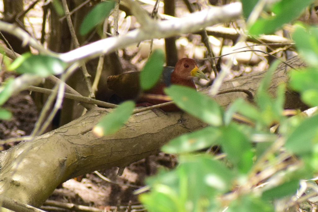 Rufous-necked Wood-Rail from Mazatlán, Sin., México on April 27, 2019 ...