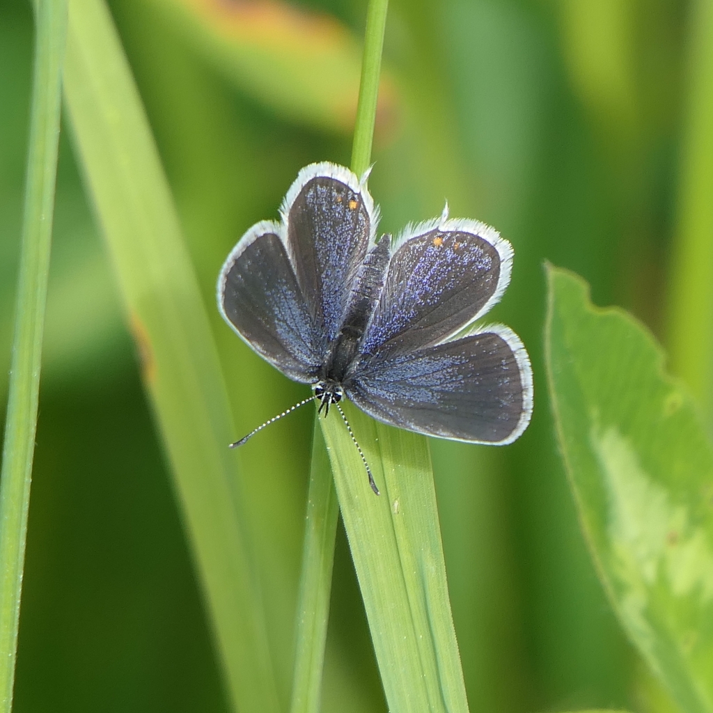 Short-tailed Blue from Hard, Österreich on May 5, 2024 at 02:34 PM by ...