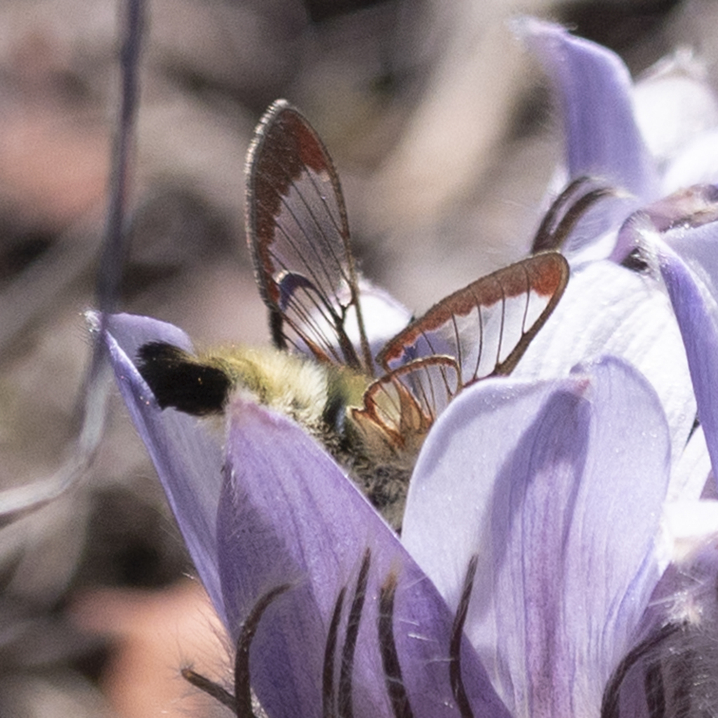 Rocky Mountain Clearwing from Rio Blanco County, CO, USA on May 4, 2024 ...