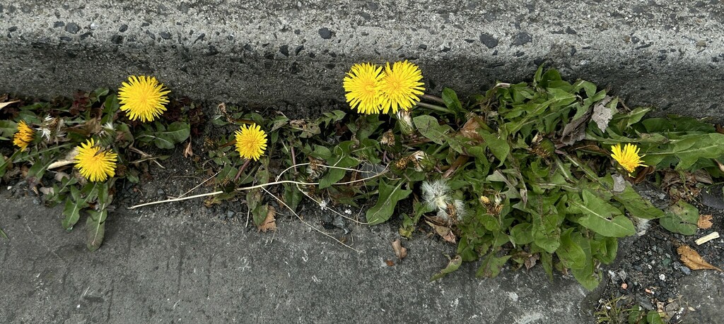 dandelions from Waterloo, UK on April 26, 2024 at 01:39 PM by Steven ...