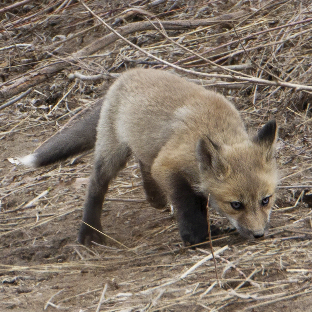 Red Fox from 6 miles SE of Meeker, Rio Blanco County, CO, USA on May 3 ...