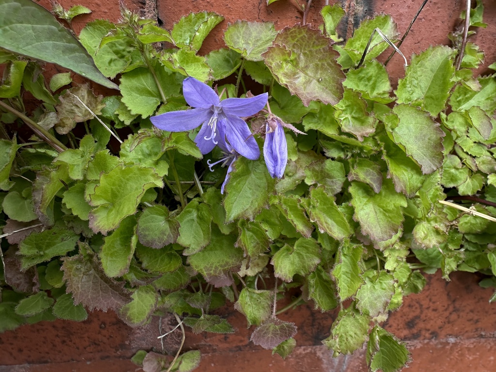 Trailing bellflower from Waterloo, UK on April 26, 2024 at 01:46 PM by ...