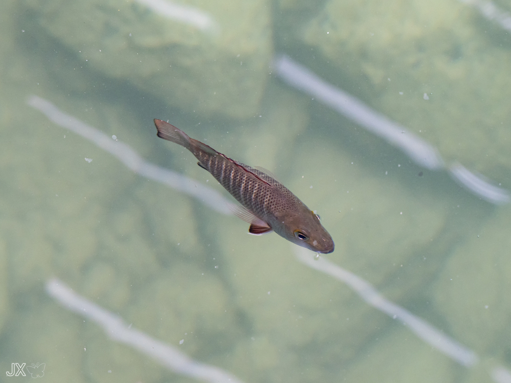 Mangrove Red Snapper from Sentosa Cove on May 1, 2024 at 03:33 PM by ...