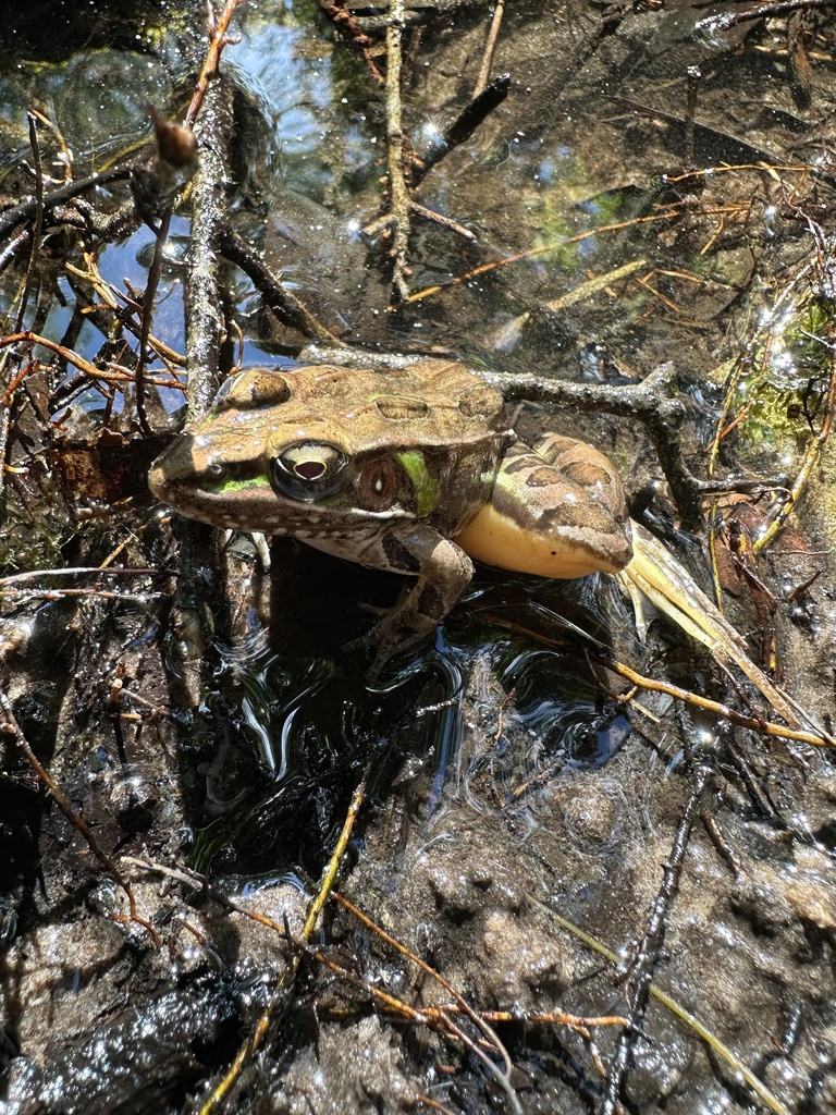 Southern Leopard Frog from Lower Hillsborough Wilderness Park ...