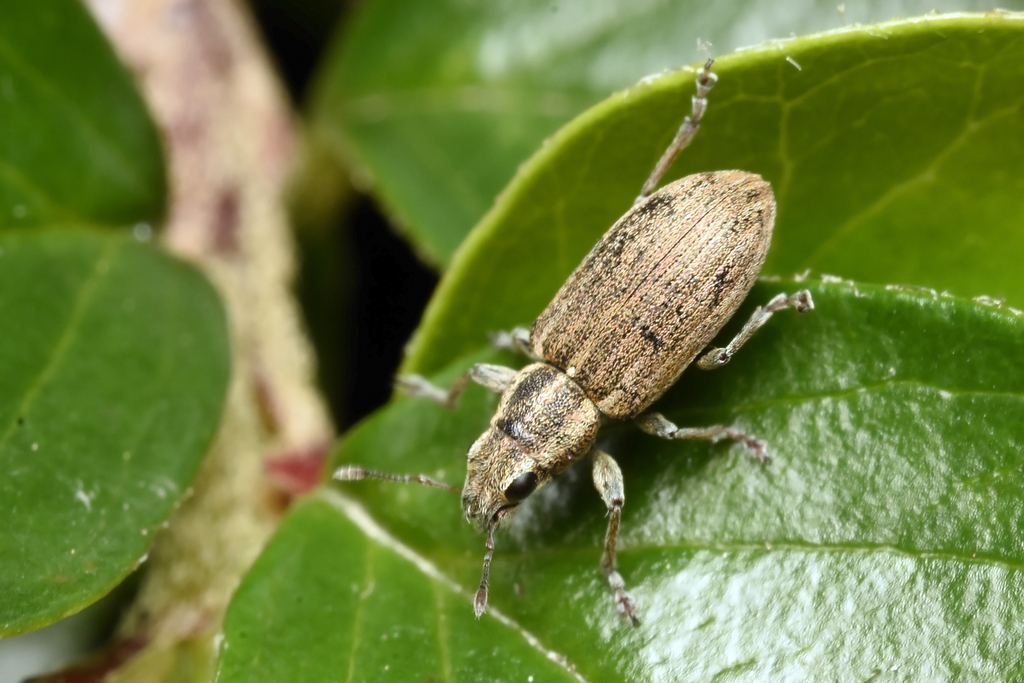 Pea Weevil from Wordsley, Stourbridge, UK on May 5, 2024 at 04:07 PM by ...