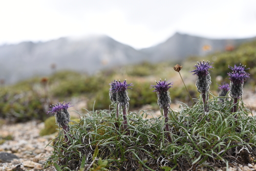 Saussurea graminea · iNaturalist United Kingdom