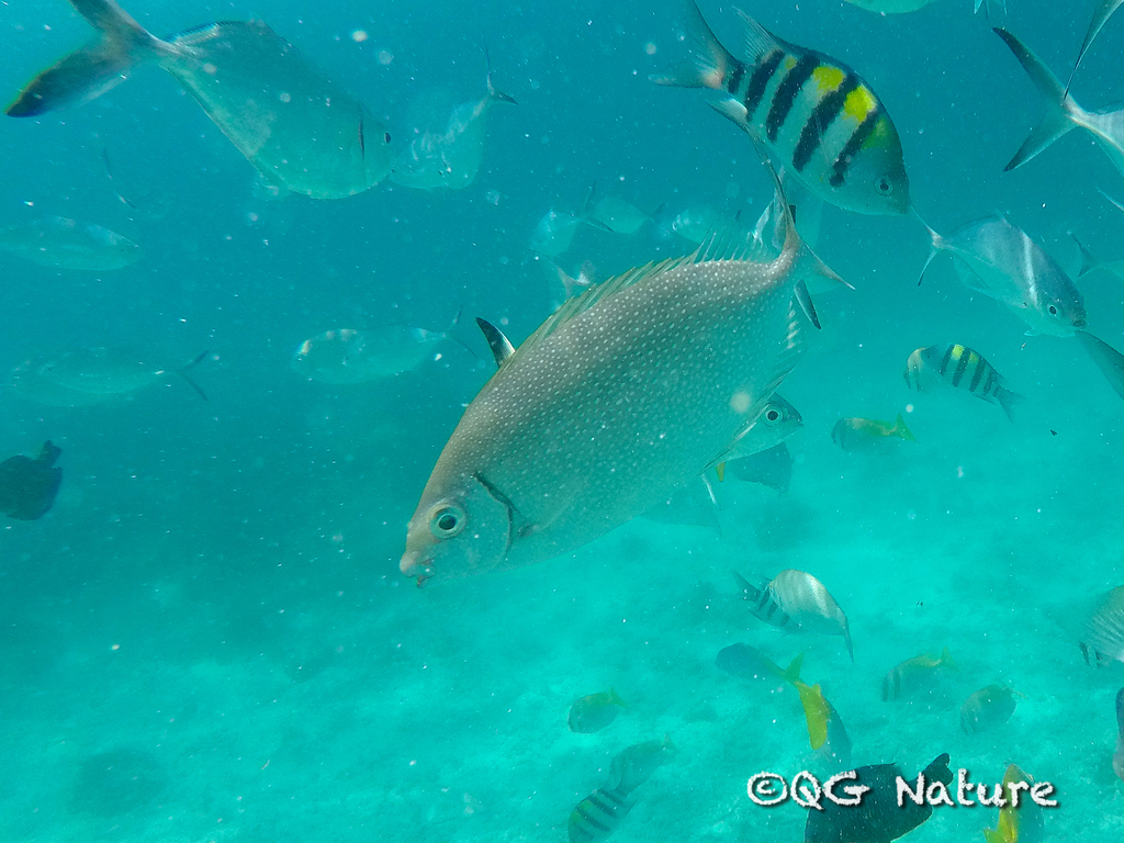 White-spotted rabbitfish from Semporna, Sabah, Malaysia on December 21 ...