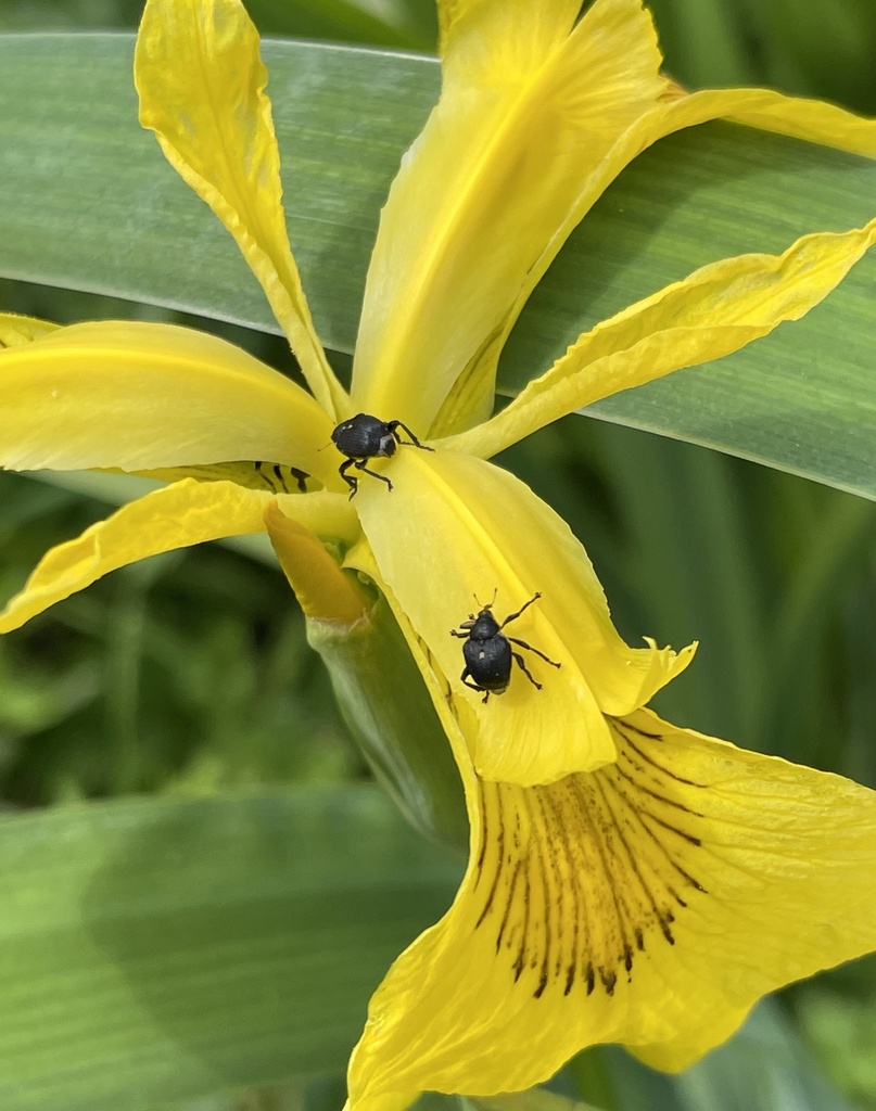 Iris weevil from King Baudouin Park, Jette, Bruxelles, BE on May 5 ...