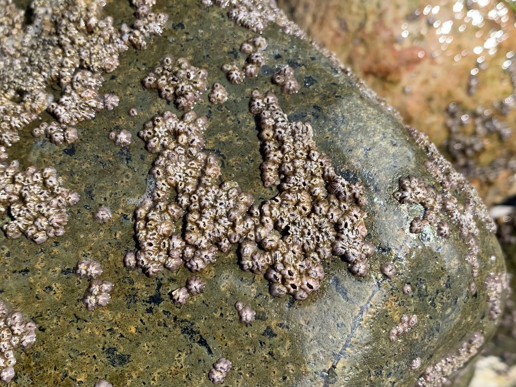 Chthamalus from North Pacific Ocean, Fallbrook, CA, US on April 27 ...