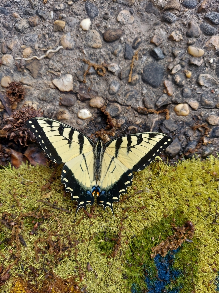 Eastern Tiger Swallowtail from Highland, IL 62249, USA on May 5, 2024 ...