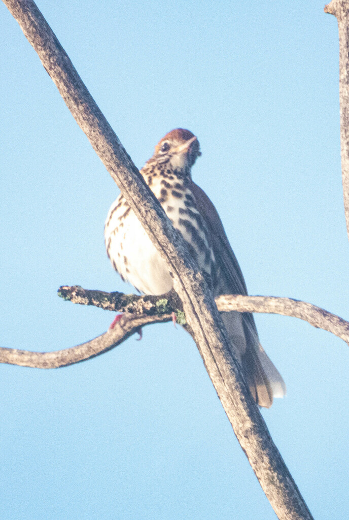 Wood Thrush from Roscommon County, MI, USA on May 4, 2024 at 06:20 AM ...