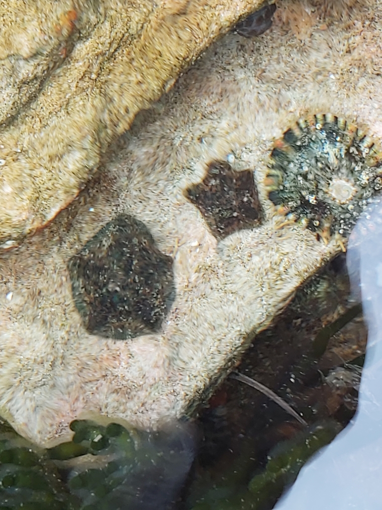 Dwarf Cushion Star from Sydney NSW, Australia on March 1, 2024 at 04:24 ...