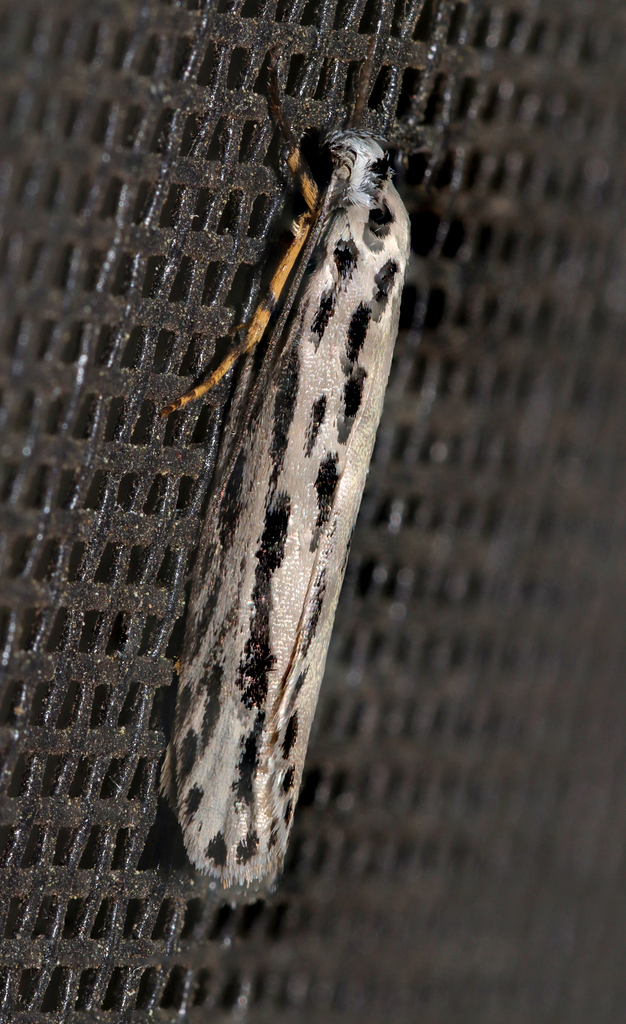 Zeller's Ethmia Moth from Oak Ridge, TN, USA on May 1, 2024 at 10:20 AM ...