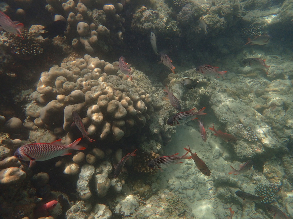Violet Soldierfish from Semporna, MY-SA, MY on January 29, 2017 at 11: ...