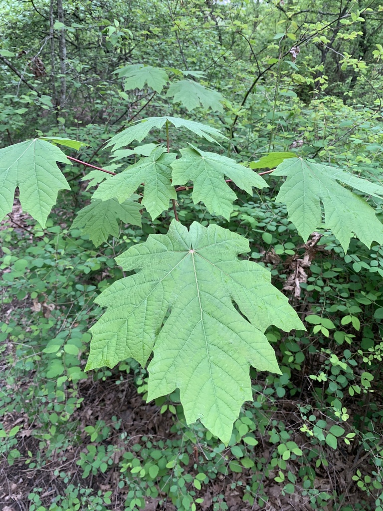 bigleaf maple from Jingle Pot Rd, Nanaimo, BC, CA on May 5, 2024 at 09: ...