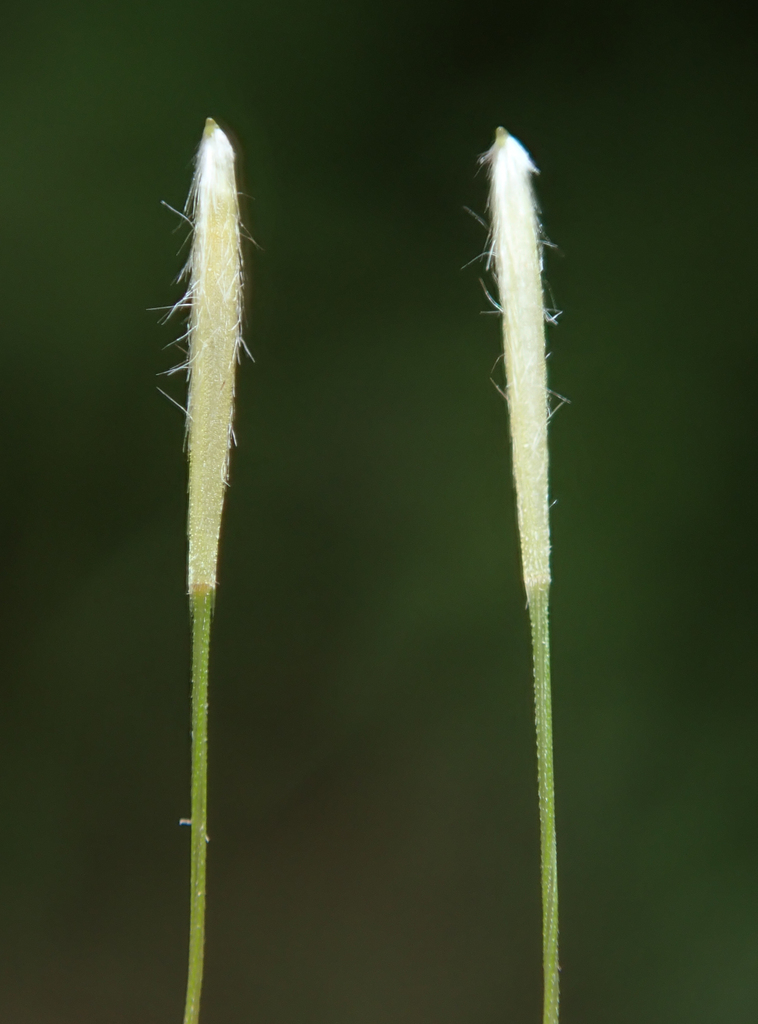 foothill needle grass from Los Angeles County, CA, USA on May 4, 2024 ...