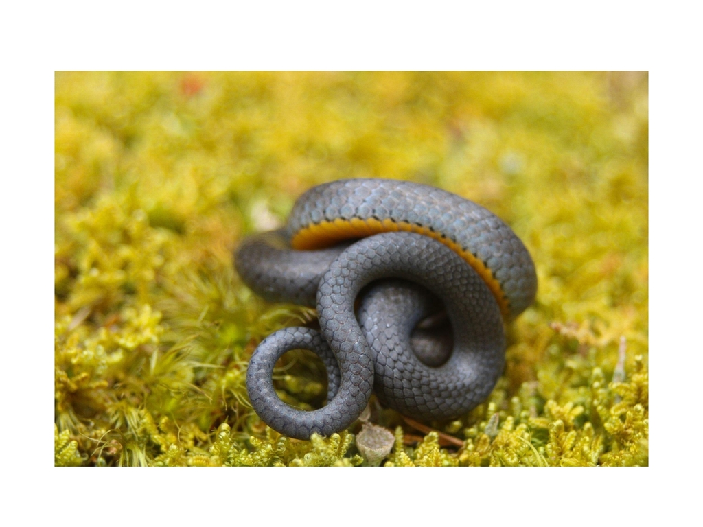 Northern Ringneck Snake from Bar Harbor, ME 04609, USA on May 4, 2024 ...
