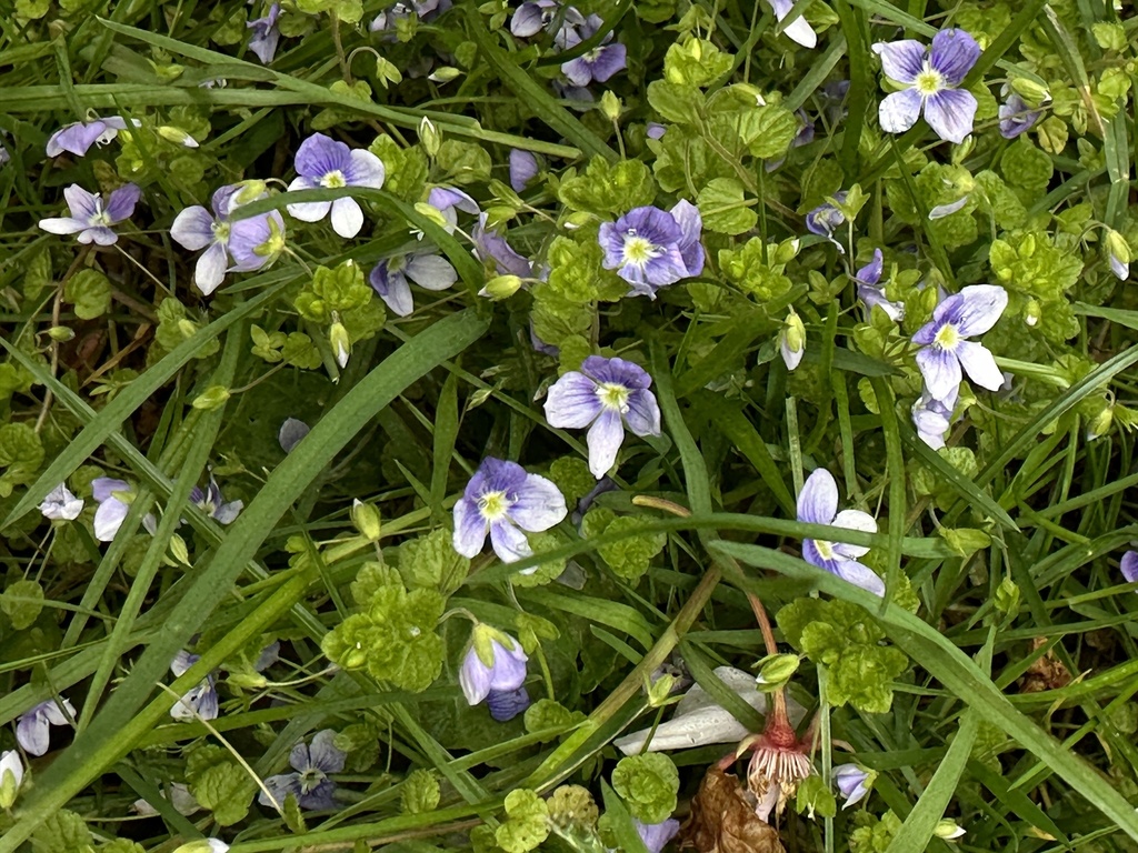 Slender speedwell from Merseyside, UK on April 26, 2024 at 02:02 PM by ...
