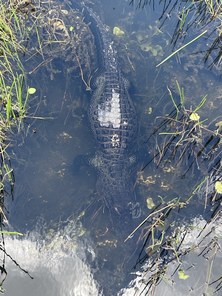American Alligator from Fat Deer Key, Marathon, FL, US on May 4, 2024 ...