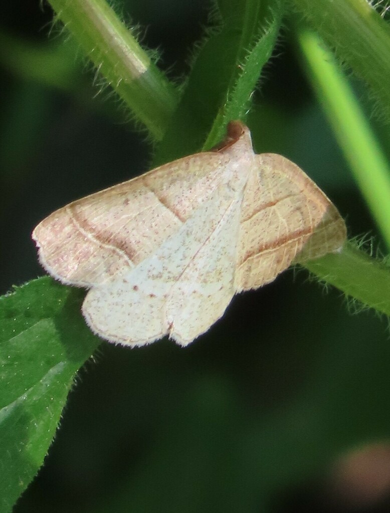 Northern Petrophora Moth from Pittsfield, NH, USA on May 29, 2023 at 12 ...