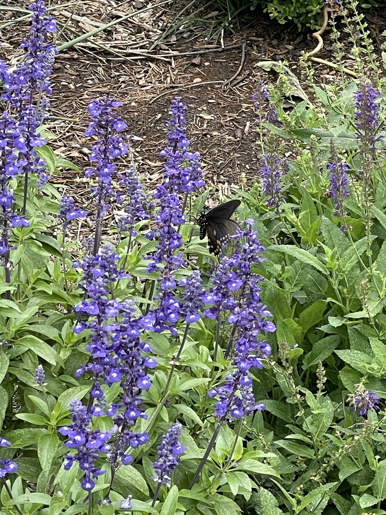 Pipevine Swallowtail from Kenwell St, Dallas, TX, US on May 5, 2024 at ...