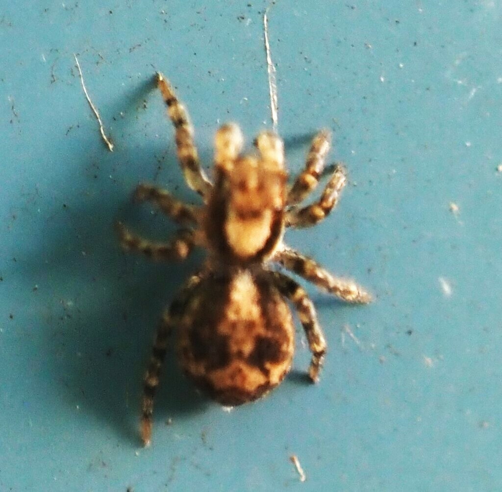 flea jumping spider from 312 Burr Oak St, Albion, MI 49224, USA on May ...